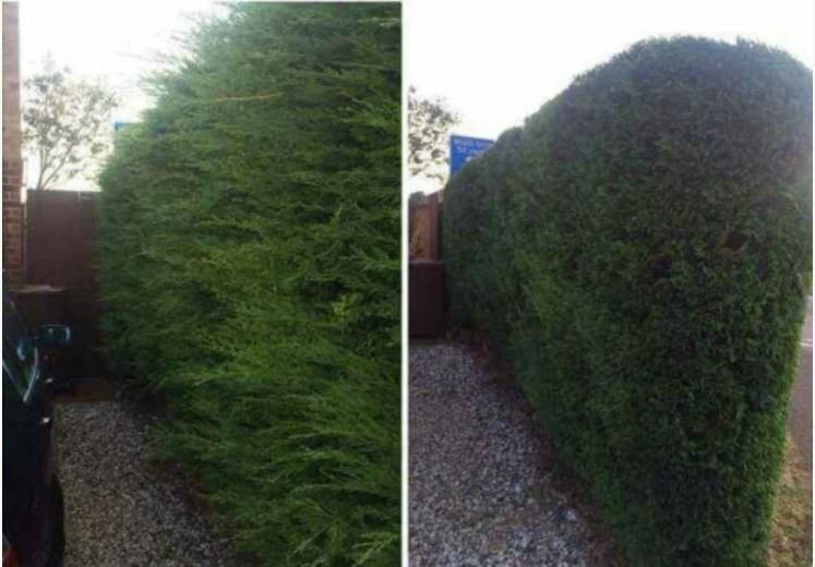 Tree Surgeons | Oakview Tree & Garden Services