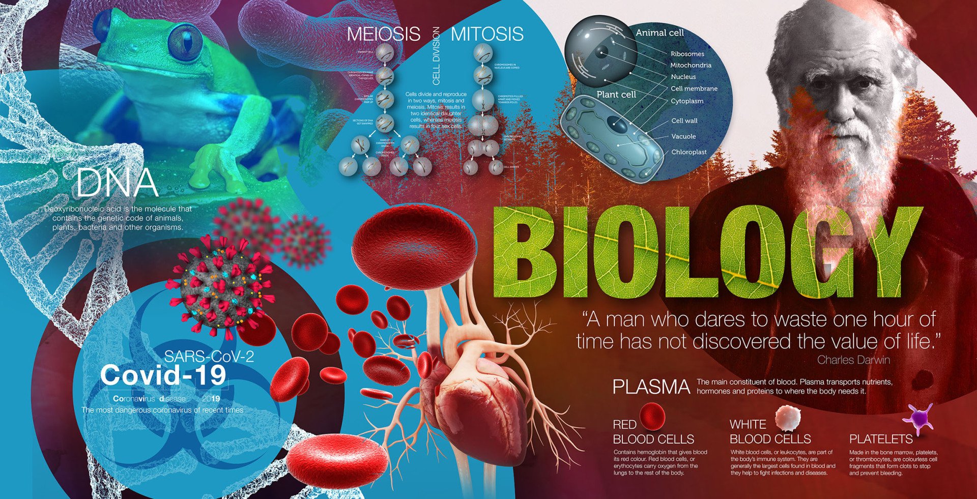 Pre designed educational School murals. Save on painting corridors!