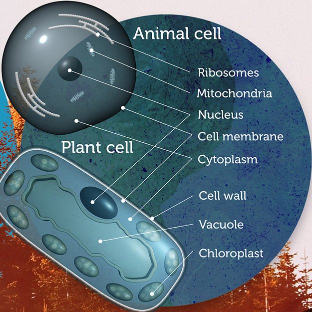 Science - Biology school wall mural