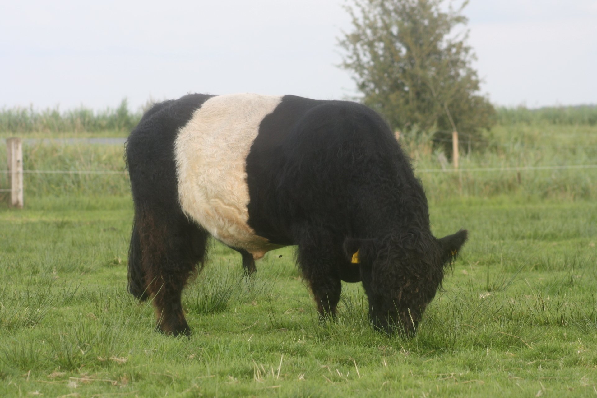 Bullen