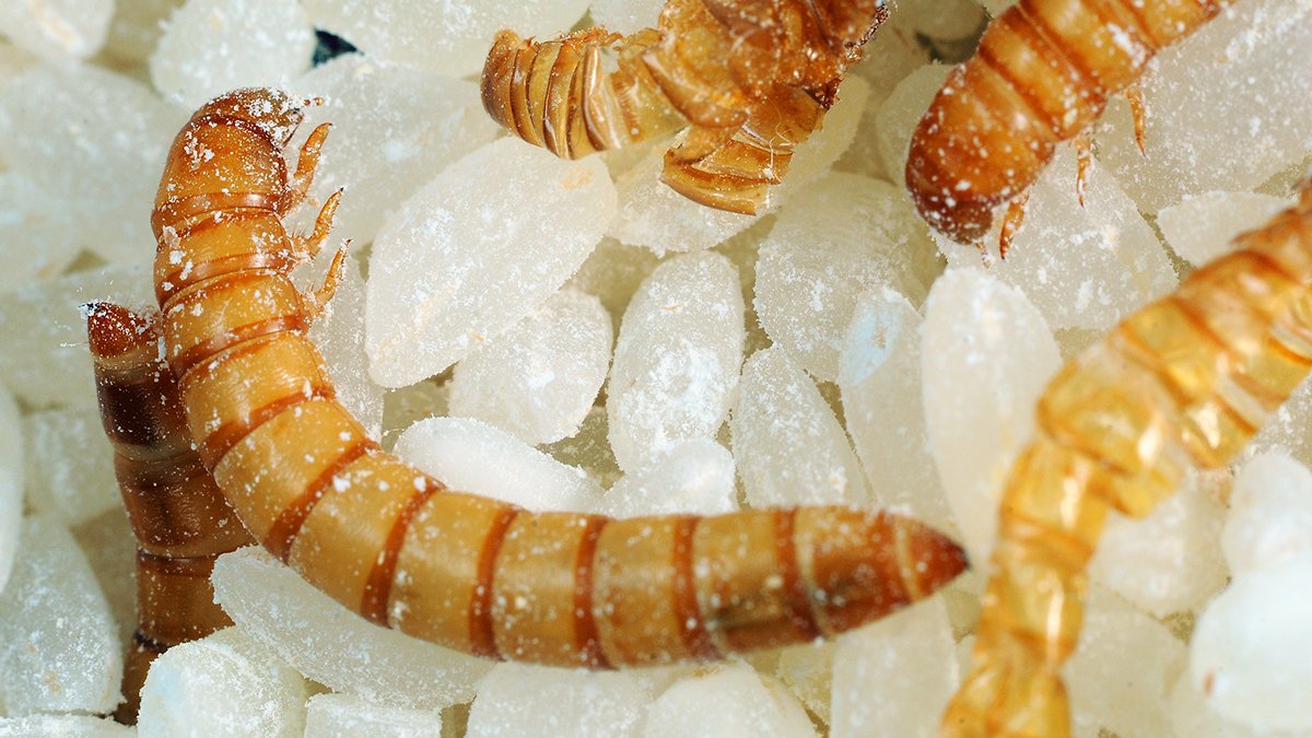 Controlling Stored Product Insects