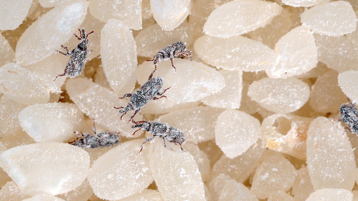 Controlling Stored Product Insects