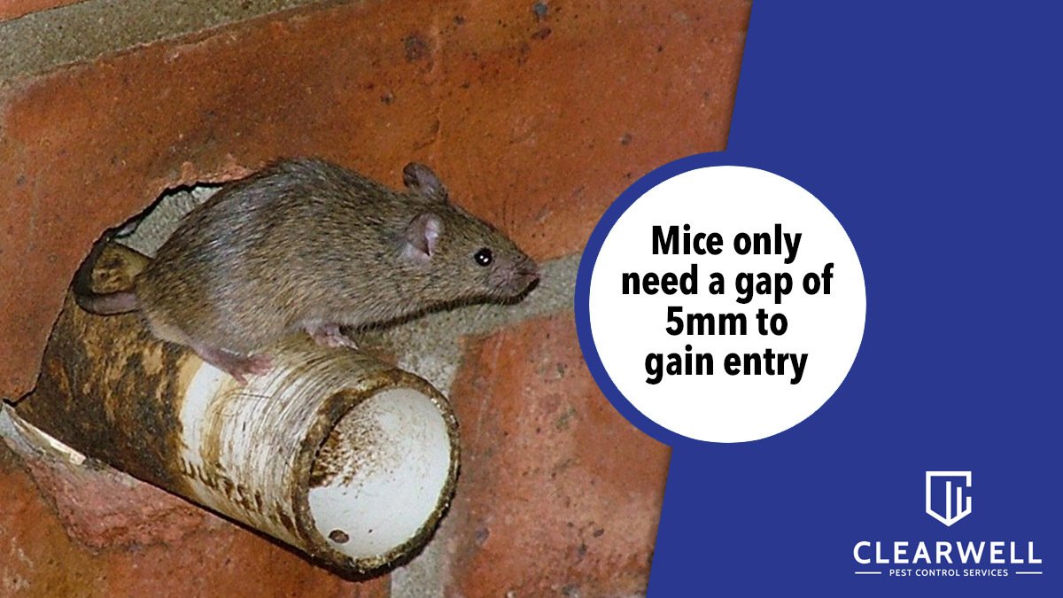 Pest advice for controlling Mice