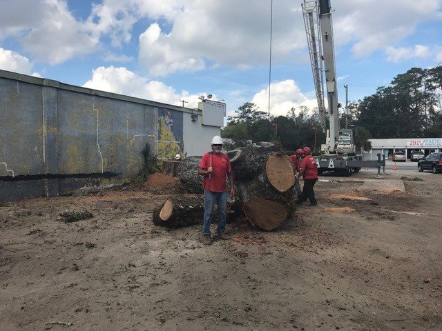 Tree Service Gallery | Custom Tree Surgeons FL