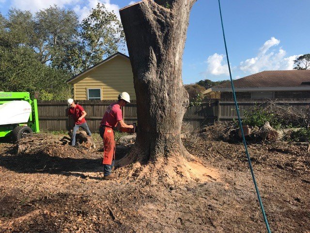 Tree Service Gallery | Custom Tree Surgeons FL