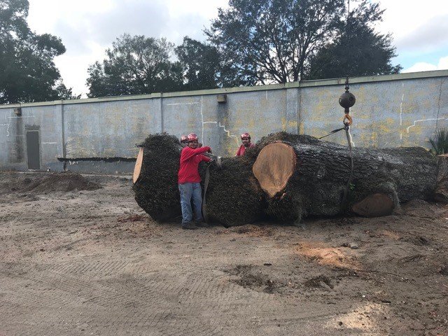 Tree Service Gallery | Custom Tree Surgeons FL