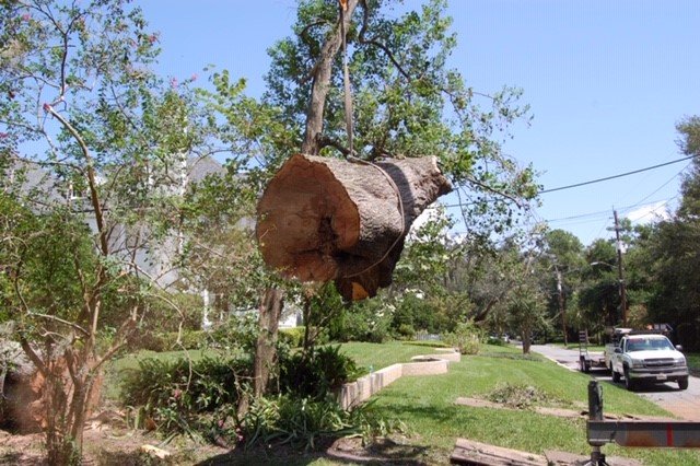 Tree Service Gallery | Custom Tree Surgeons FL