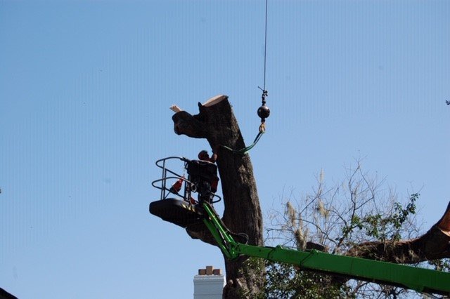 Tree Service Gallery | Custom Tree Surgeons FL