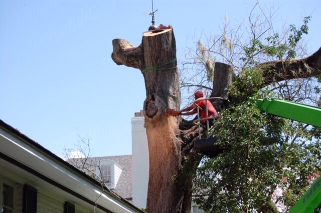 Emergency Tree Removal | Jacksonville, FL | Custom Tree Surgeons