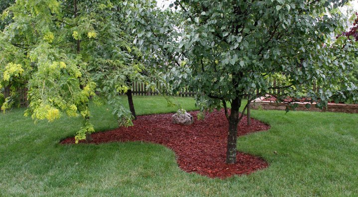 PROPER WAYS TO MULCH A TREE