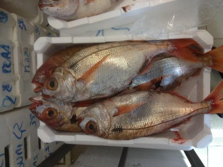 Piatti con pescato locale | Viareggio, LU | Ristorante da Miro