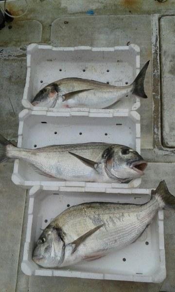 Piatti con pescato locale | Viareggio, LU | Ristorante da Miro