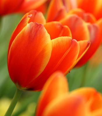 Meadows Mortuary | Atlanta, GA