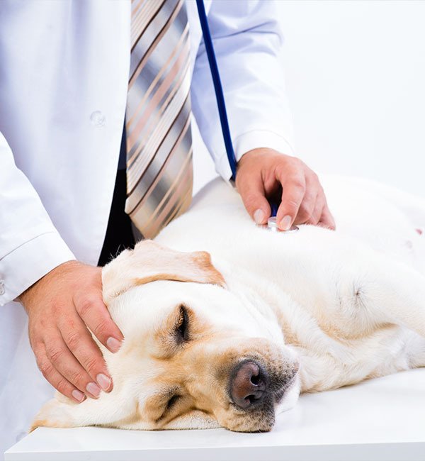 Vet Practice in Darwin | University Avenue Veterinary Hospital