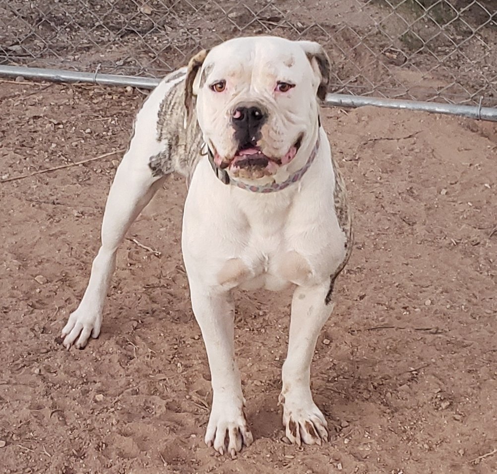 American bulldog pups, Am. Bulldog Breeding| Tucson, AZ