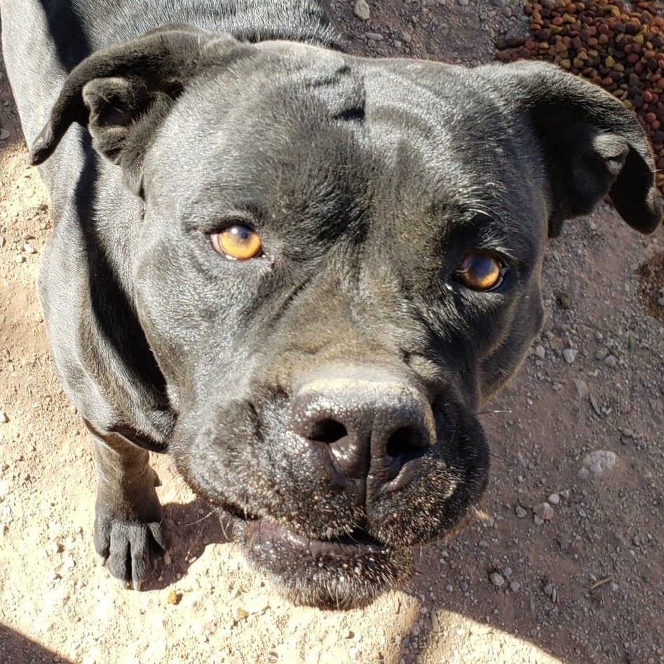American bulldog pups, Am. Bulldog Breeding| Tucson, AZ