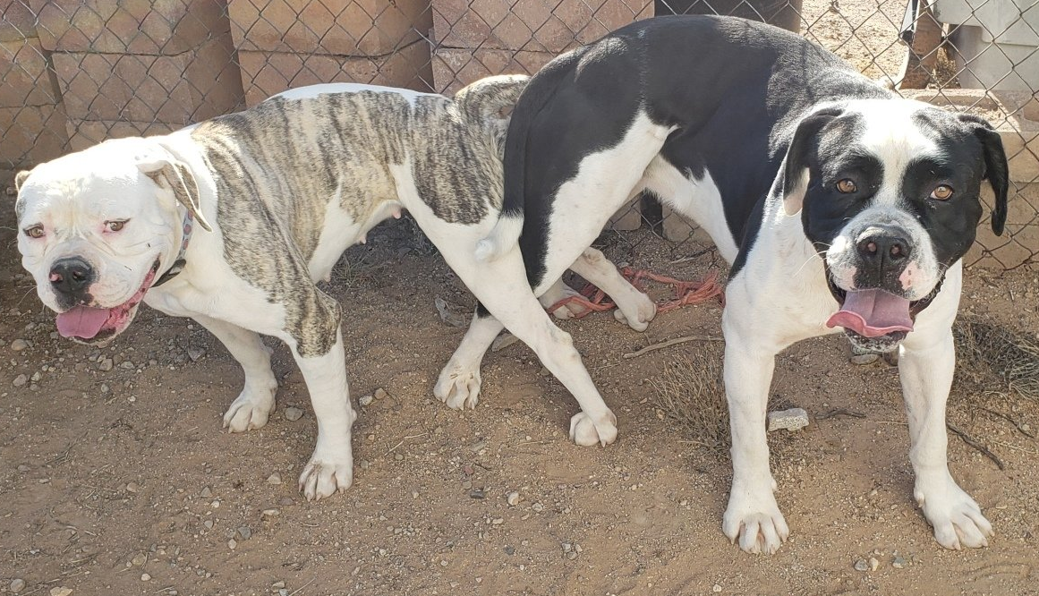 American bulldog pups, Am. Bulldog Breeding| Tucson, AZ