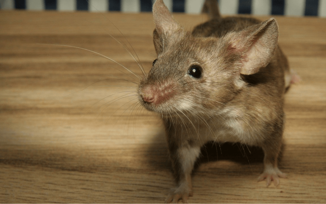 6 Signs That You Could Have Mice