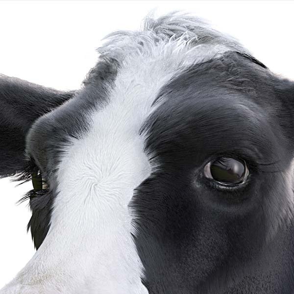 Successfully positioning the KIN dairy milk brand in Indonesia