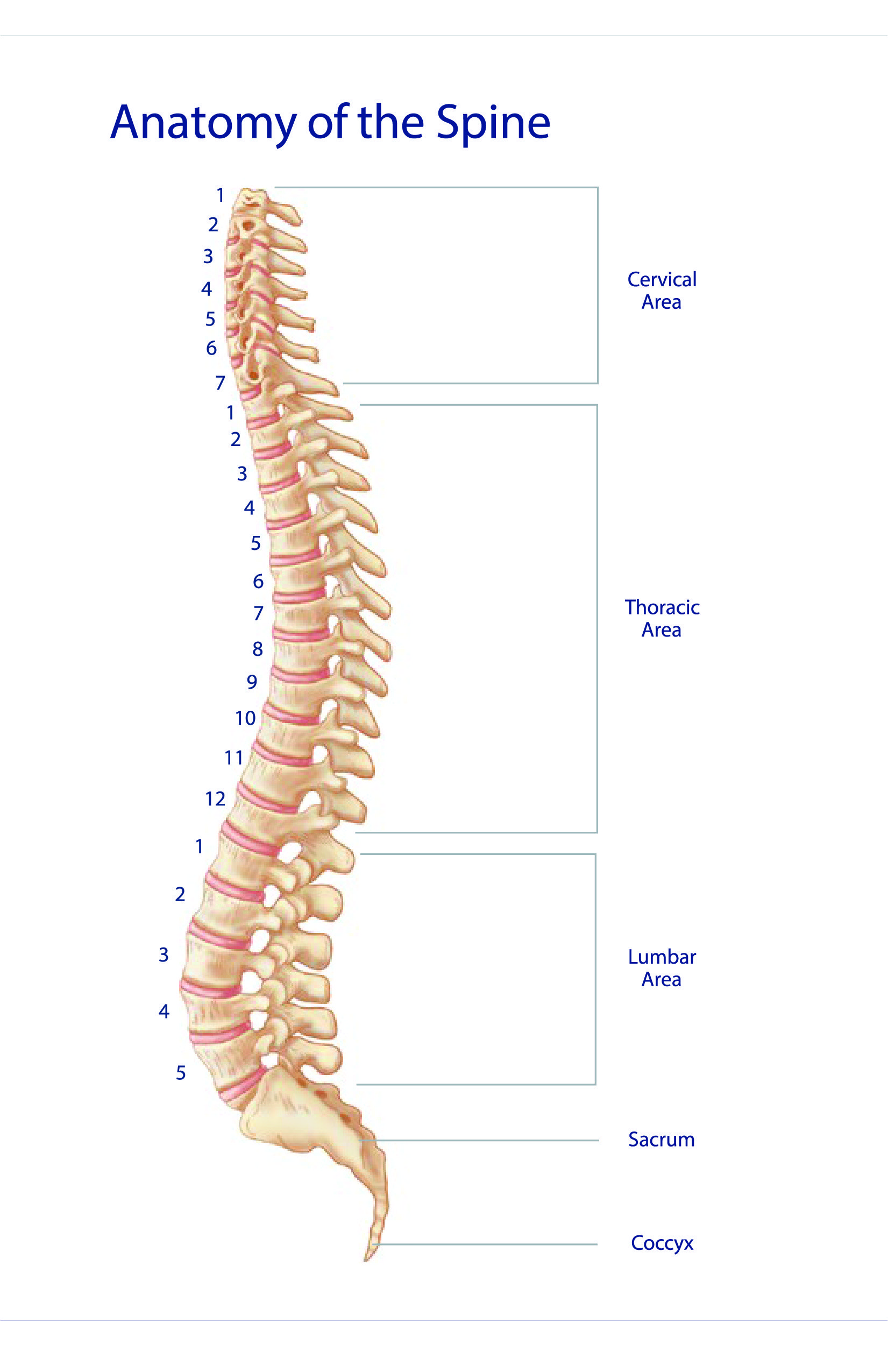 Back and Neck Pain Center | Murfreesboro Vascular and Interventional