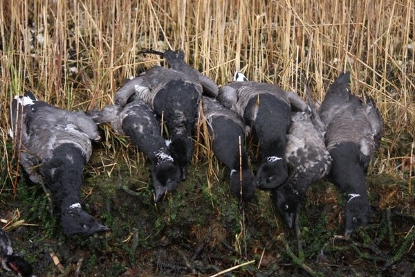 Limit Outfitters | NJ Waterfowl Hunting Guides