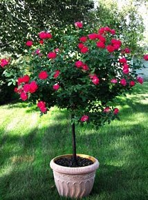 Rose Tree | Garden Plant Flowering Trees | Chicago Garden Designers
