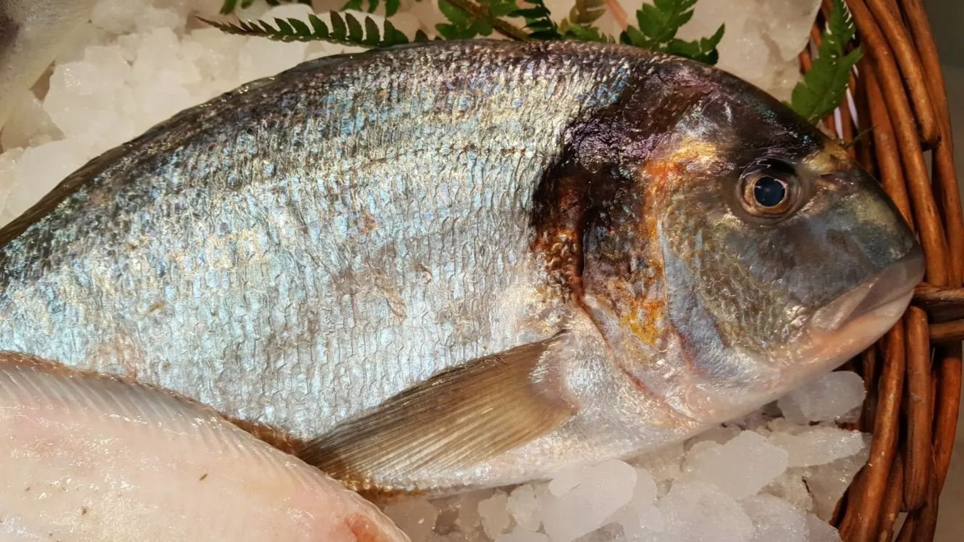 Pesce fresco a domicilio - Milano - Pescheria Vittoria - Cosa facciamo
