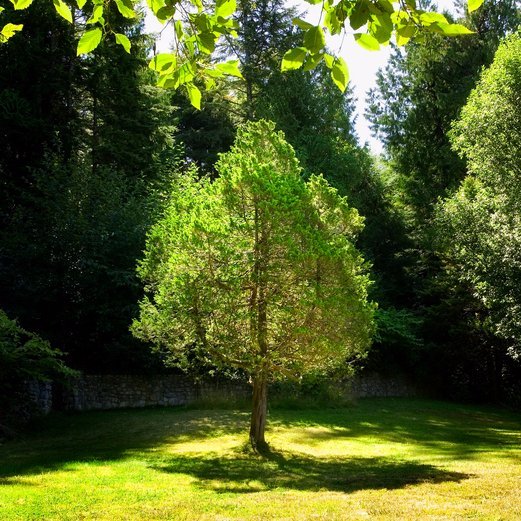 Family Tree Landscape Nursery Rochester MN