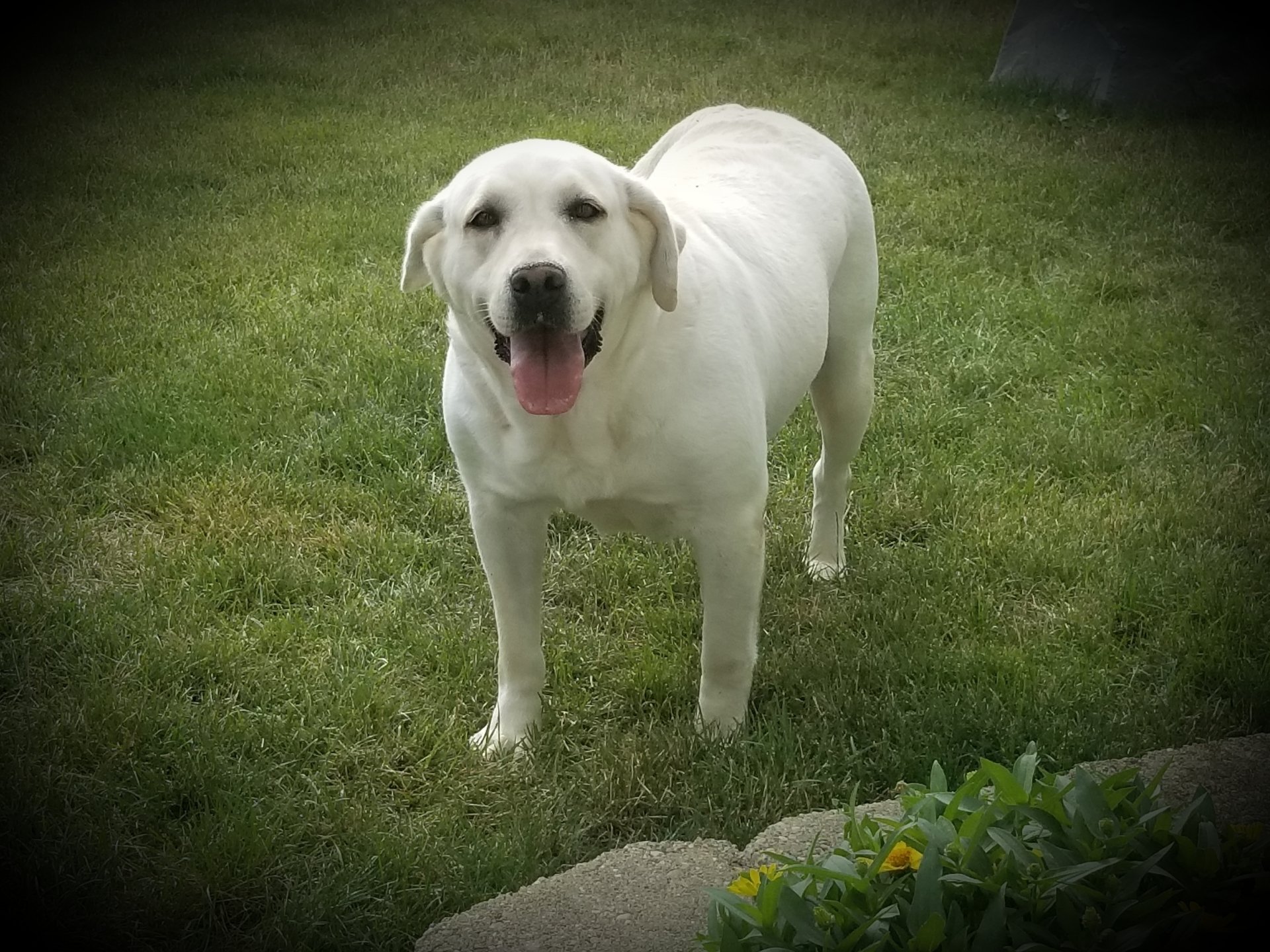 labrador retrievers Grabill, IN - Crystal Acres Labrador Retrievers