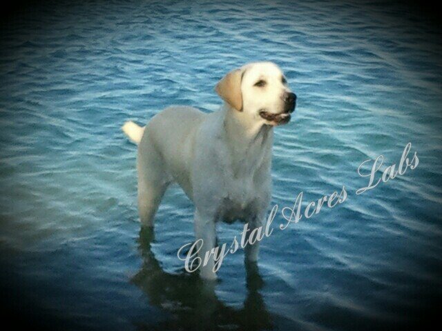 labrador retrievers Grabill, IN - Crystal Acres Labrador Retrievers