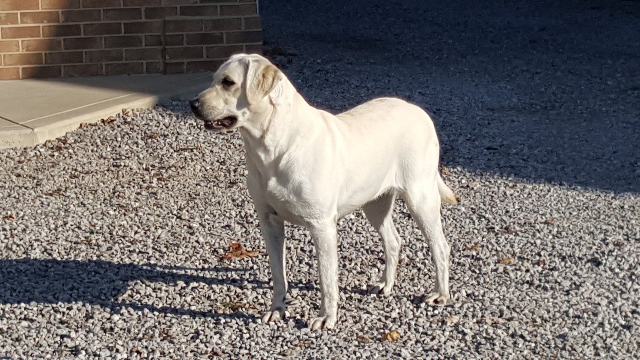 labrador retrievers Grabill, IN - Crystal Acres Labrador Retrievers
