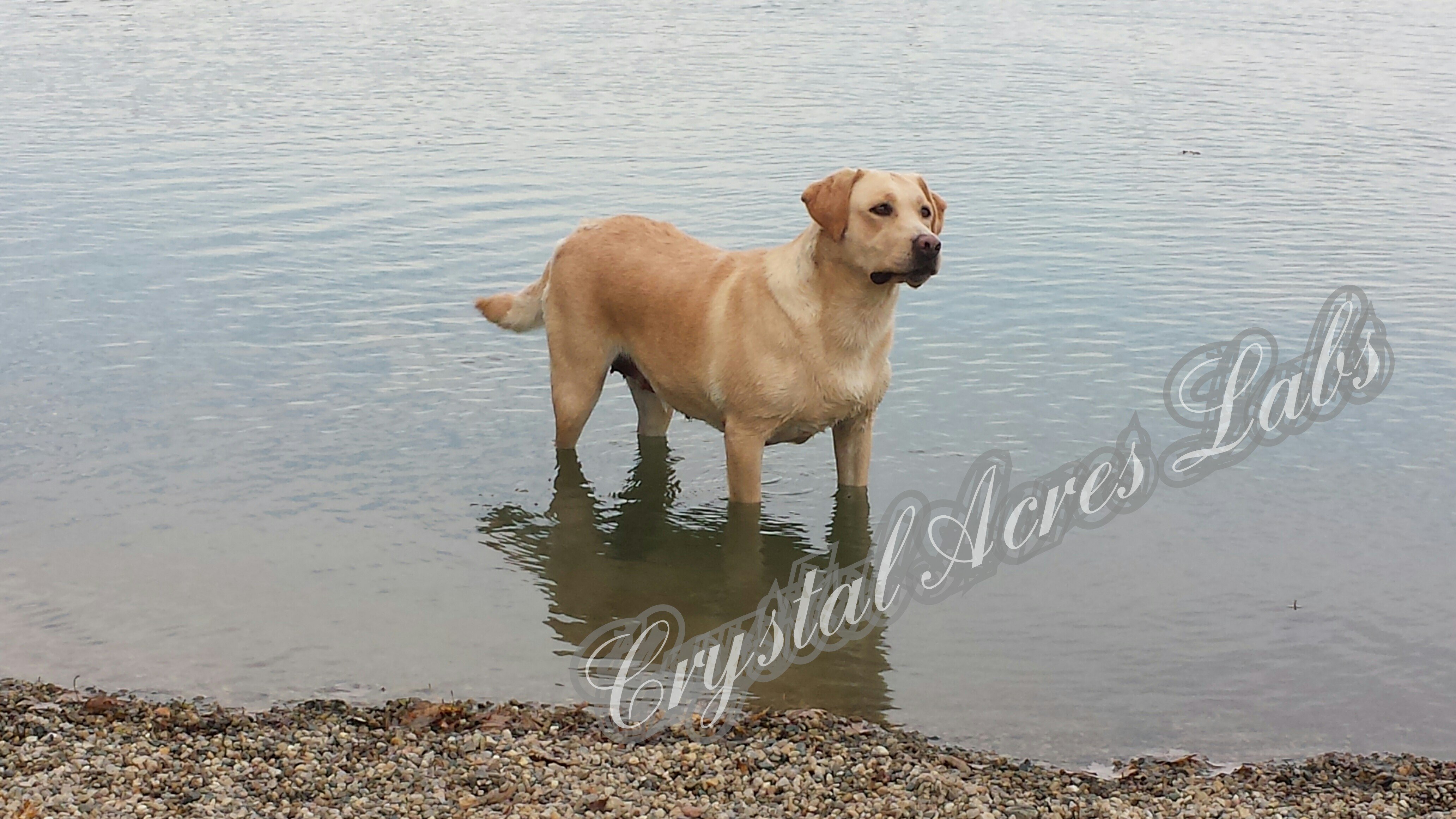 labrador retrievers Grabill, IN - Crystal Acres Labrador Retrievers