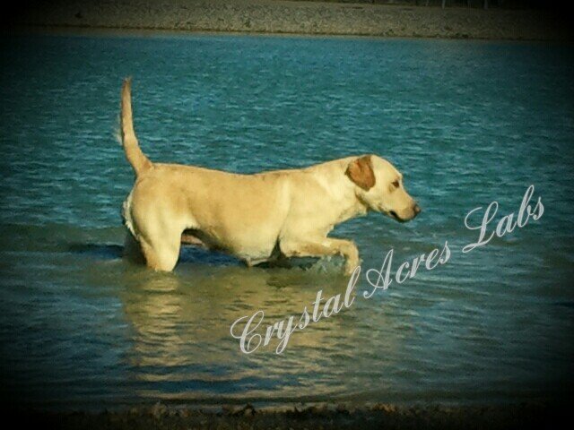 labrador retrievers Grabill, IN - Crystal Acres Labrador Retrievers