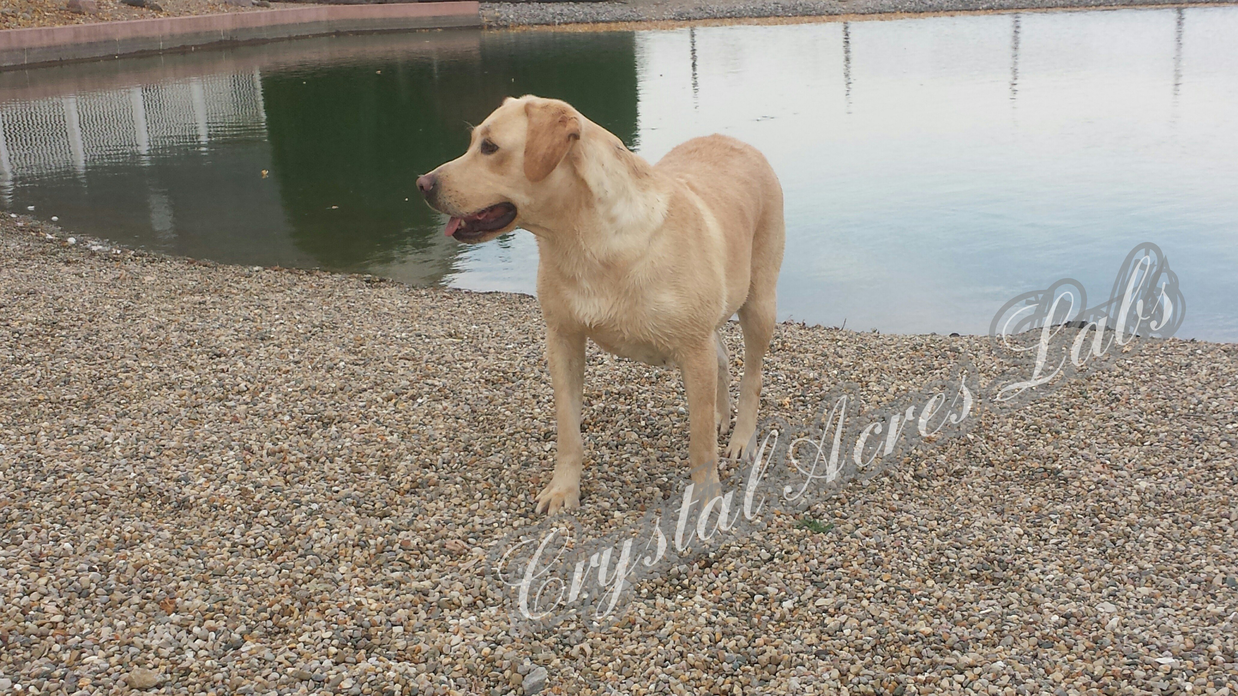 labrador retrievers Grabill, IN - Crystal Acres Labrador Retrievers