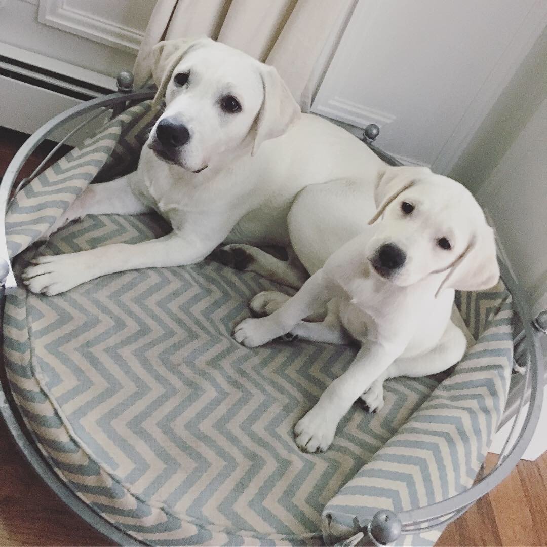 Puppies Grabill, IN - Crystal Acres Labrador Retrievers