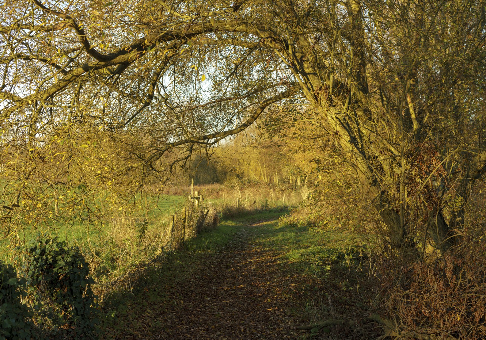 David Davidson Photography