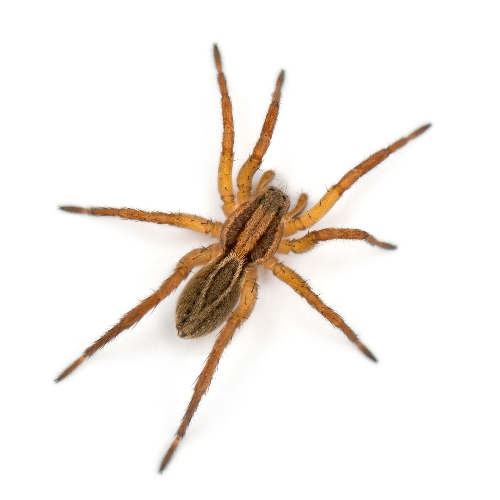 Bug Types | Point Harbor, NC | Aero Pest Control