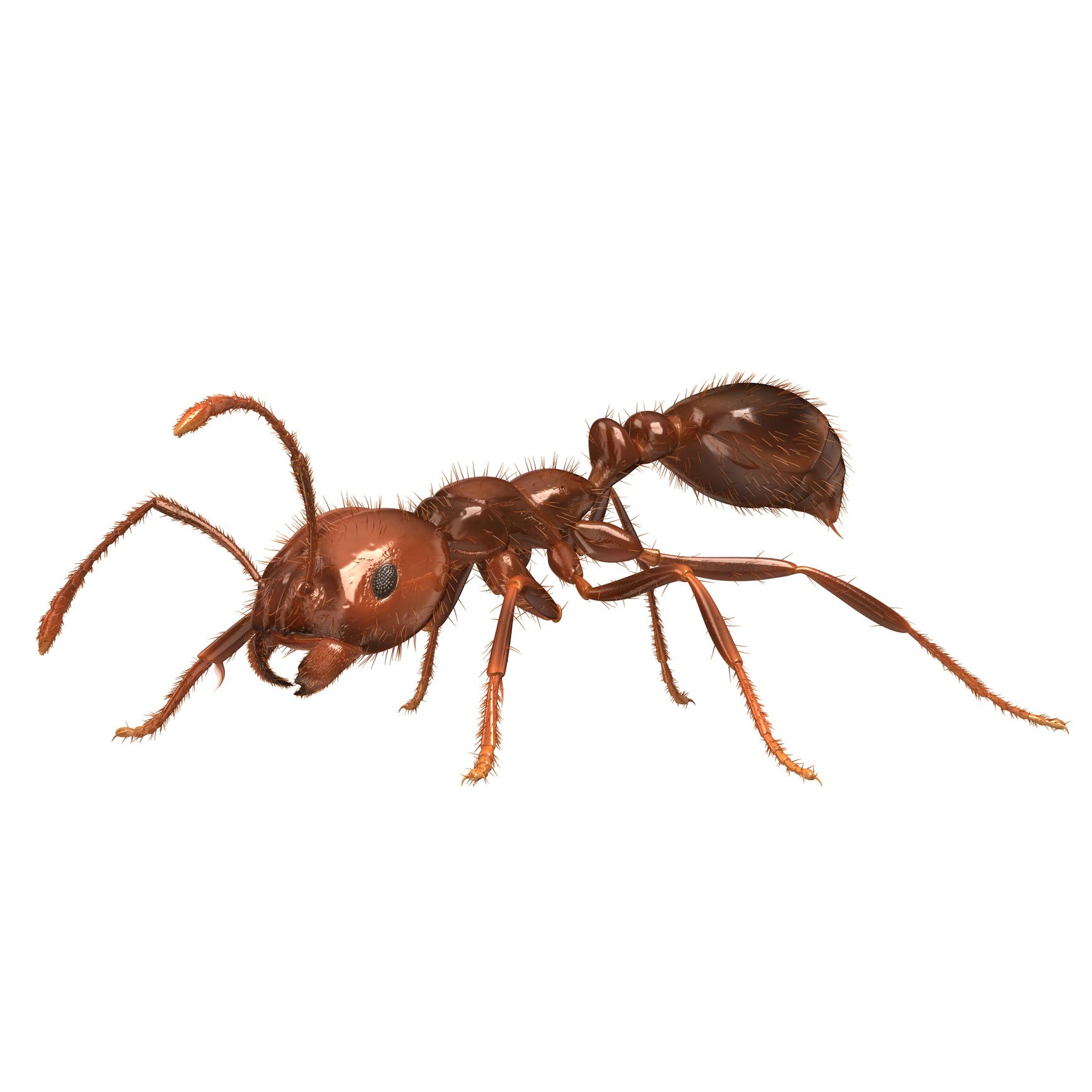 Bug Types | Point Harbor, NC | Aero Pest Control