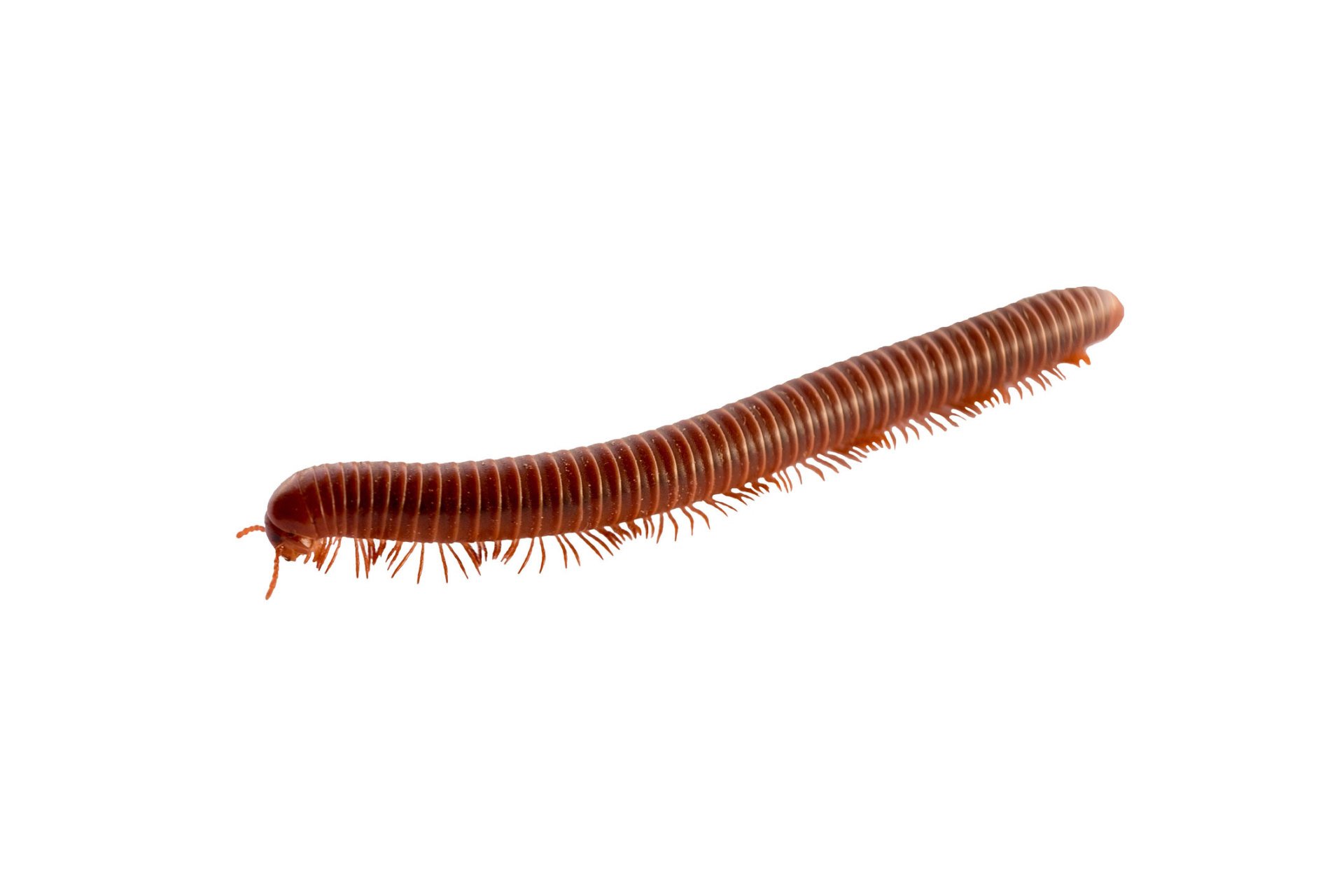 Bug Types | Point Harbor, NC | Aero Pest Control