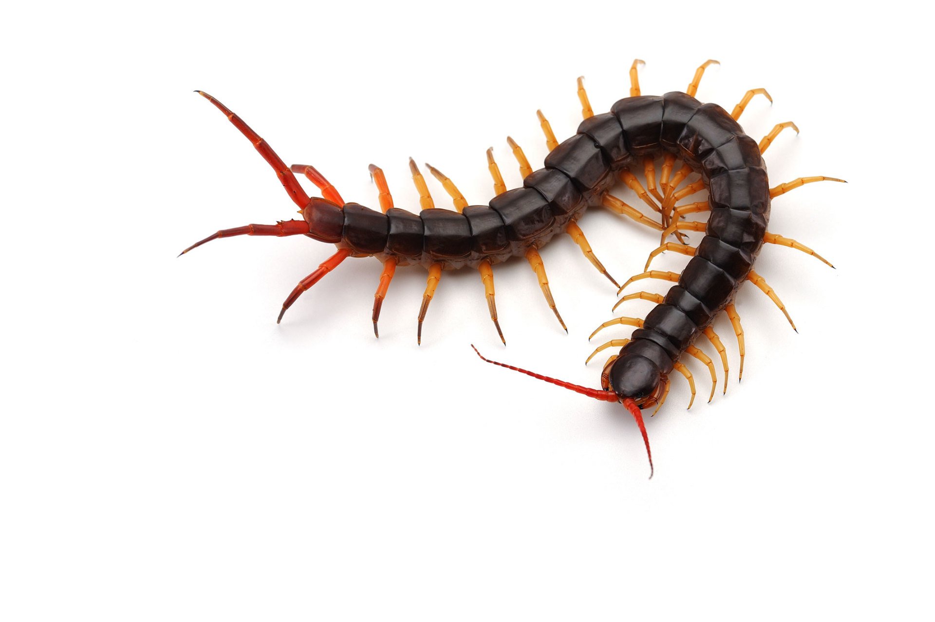 Bug Types | Point Harbor, NC | Aero Pest Control