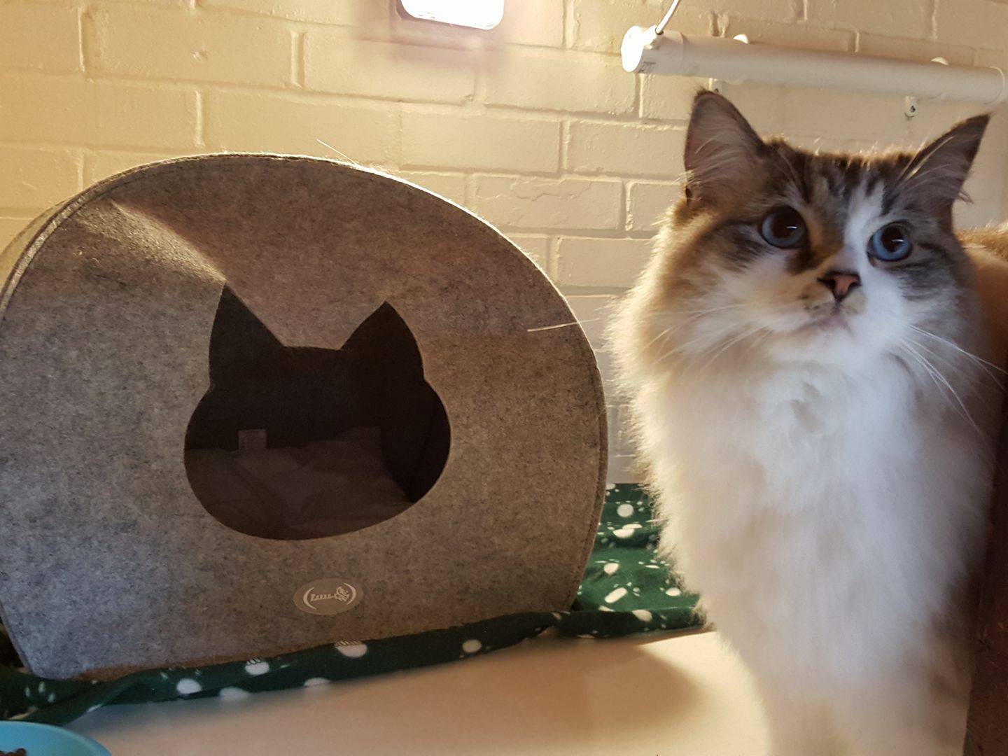 Visit our cattery today. We are based in Peterborough