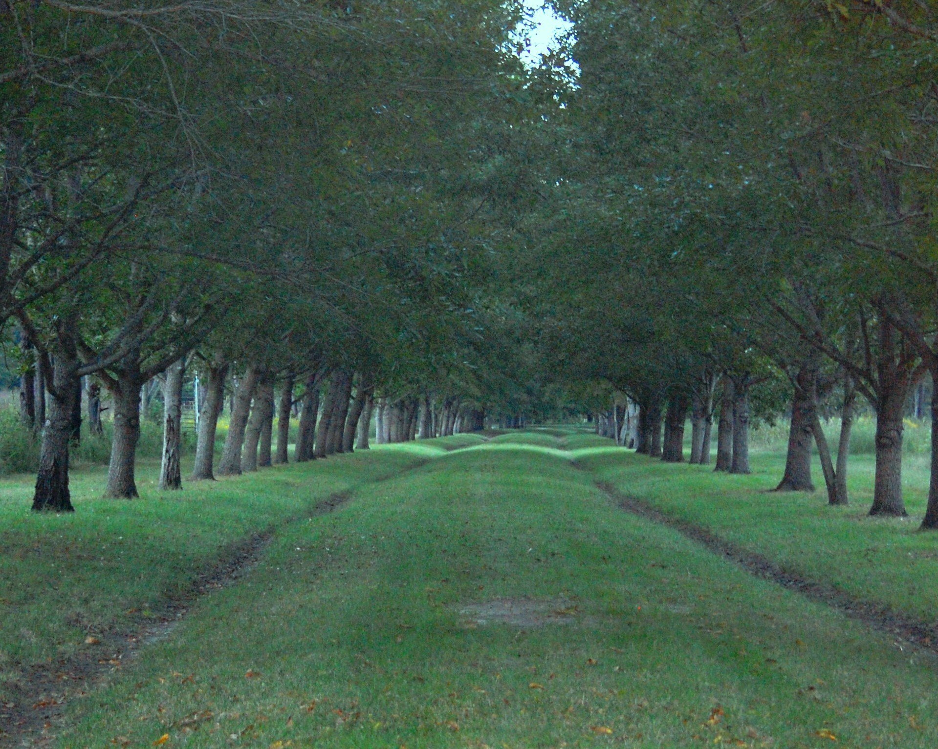 Wildlife Gallery | Shenandoah Plantation | Union Springs