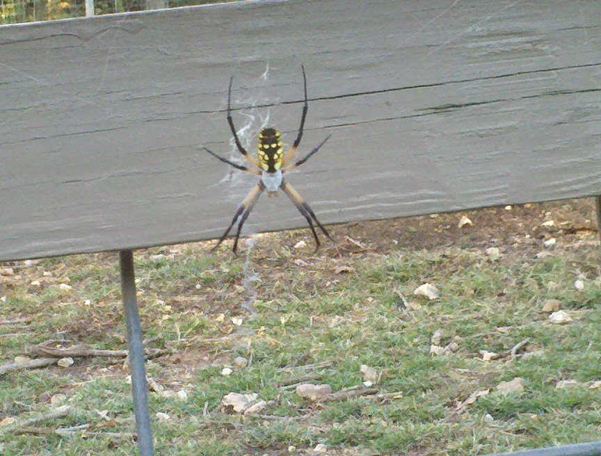 Crawling Insects | ARMNS Pest Management