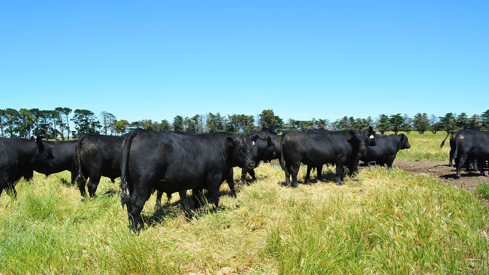 Francs Angus - Cattle Breeders, Carranballac