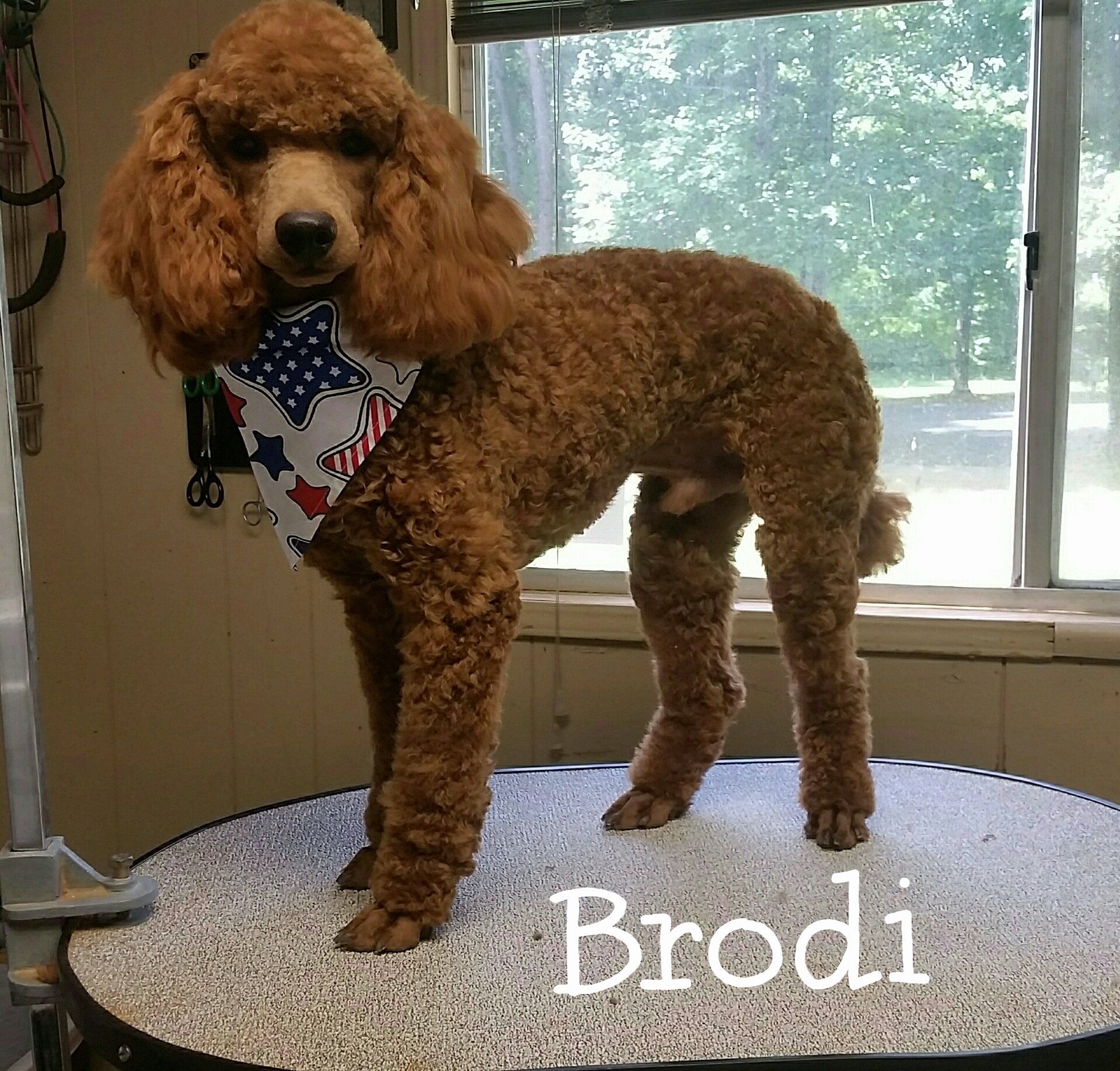 Petit Jean Puppies| Goldendoodles, Cavapoos & Cavapoochons