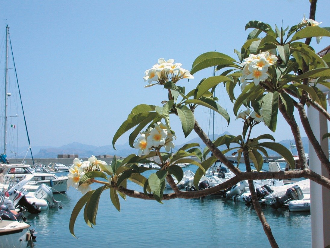 Le origini della Pomelia: un viaggio dai Caraibi a Palermo