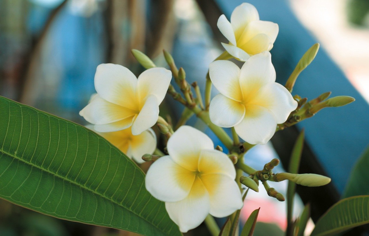 Le origini della Pomelia: un viaggio dai Caraibi a Palermo