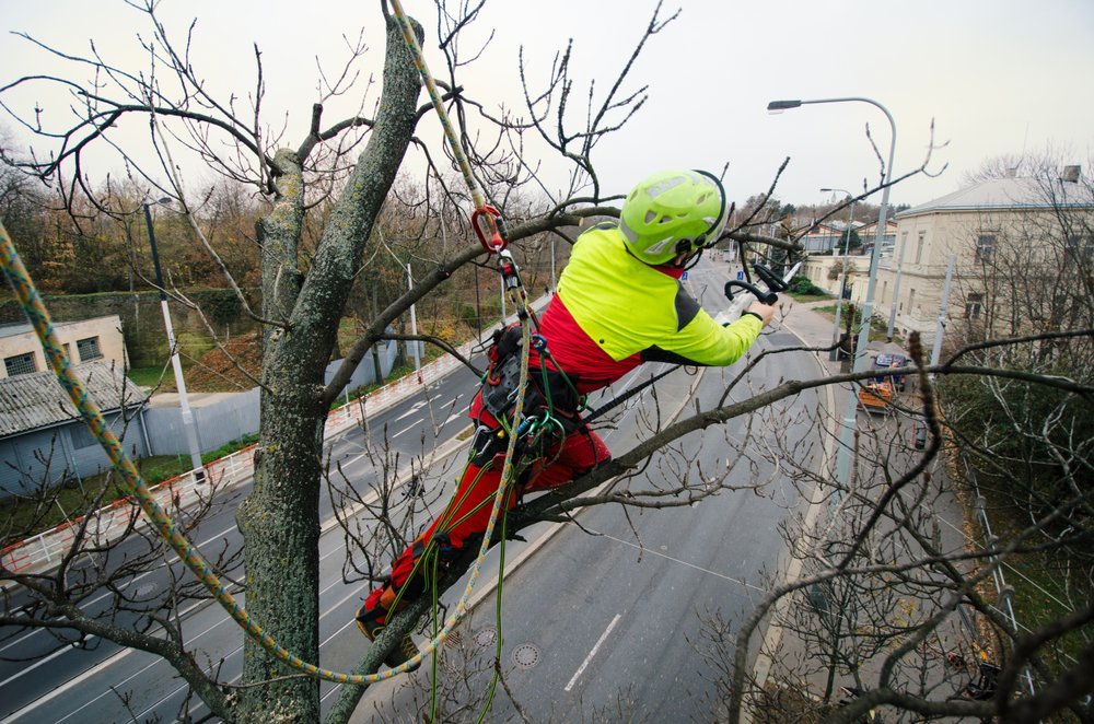 Tree Surgeon Limerick | Professional Tree Surgery Limerick