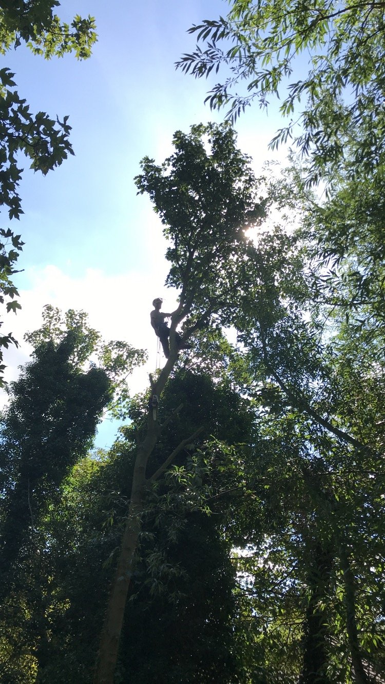 Tree surgeons | HD Tree Care