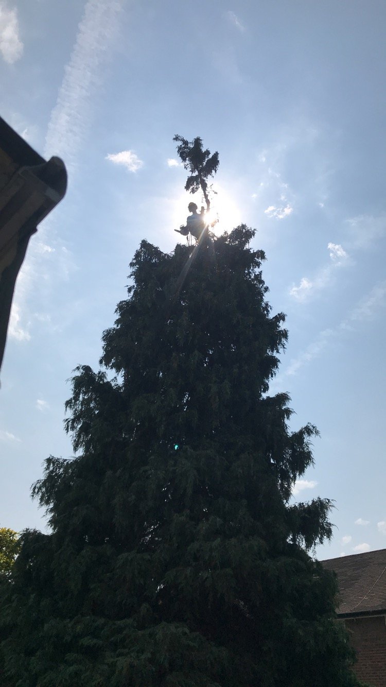 Tree surgeons | HD Tree Care